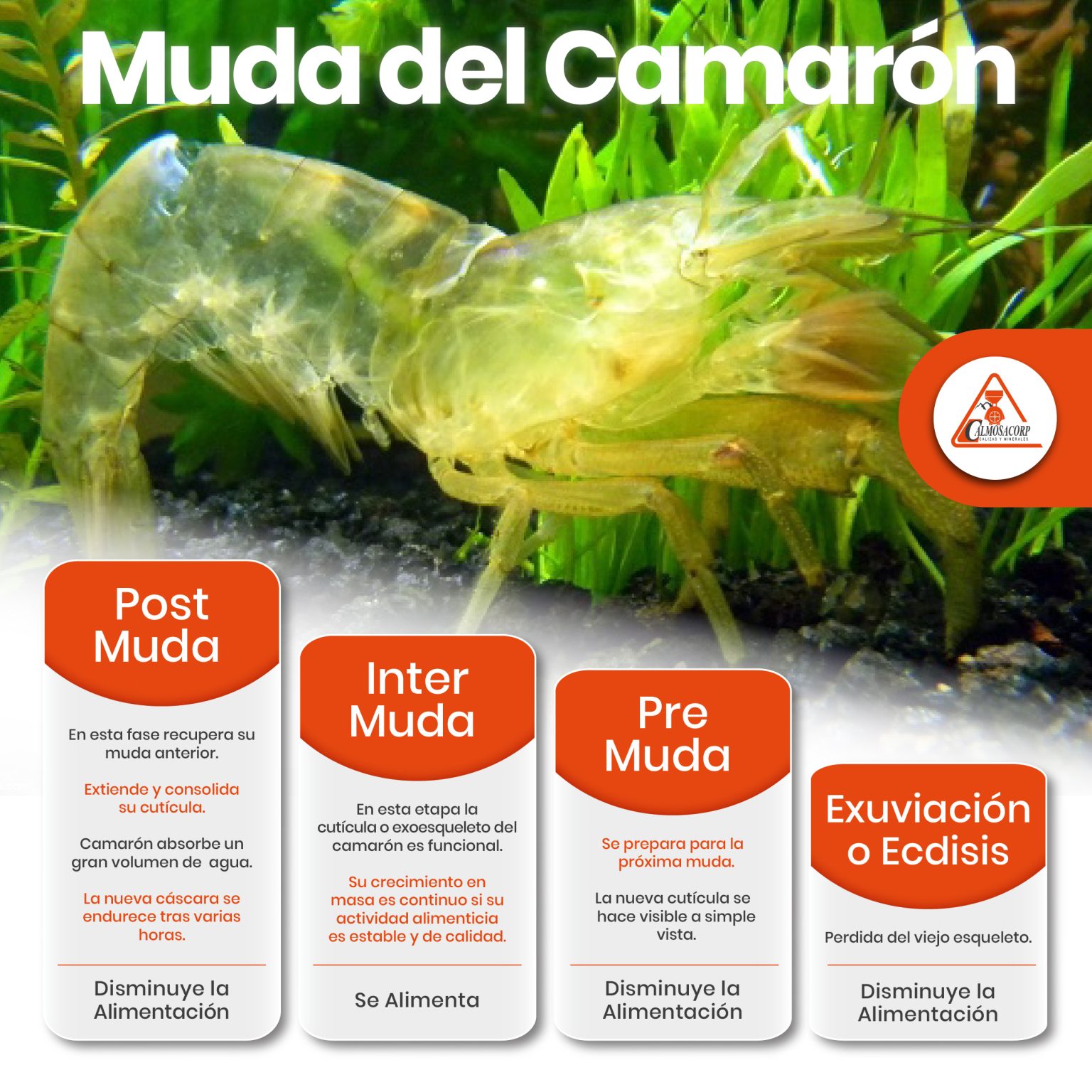 Cal y Minerales para camaroneras